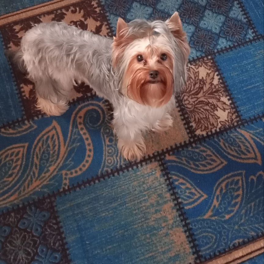 Йоркширский терьер