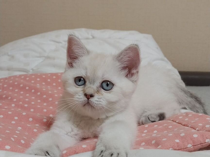 Девочка скоттиш страйт