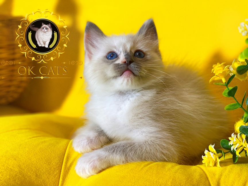 Редкий рэгдолл котёнок с документами