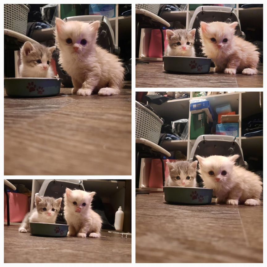 Котики маленькие бесплатно