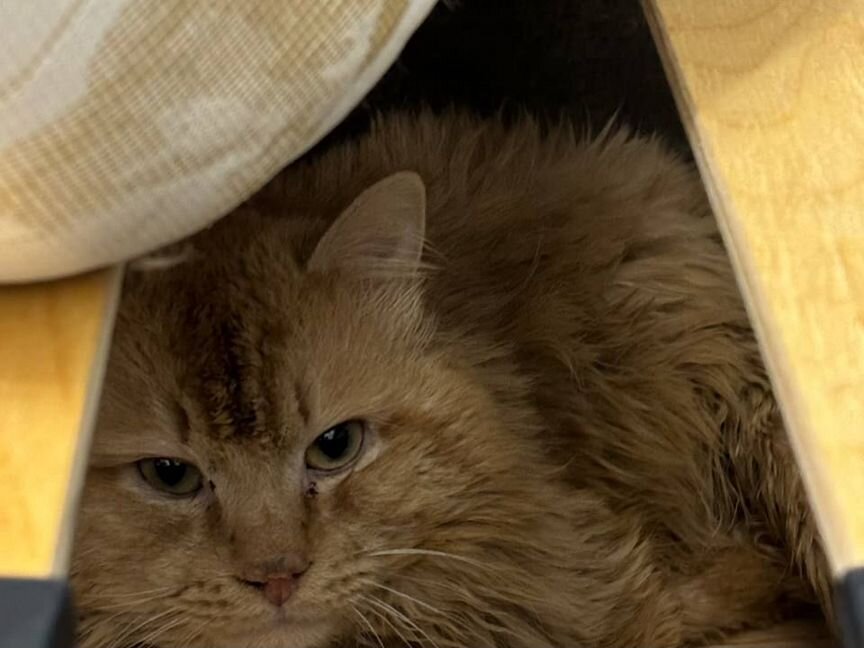 Кот ищет дом