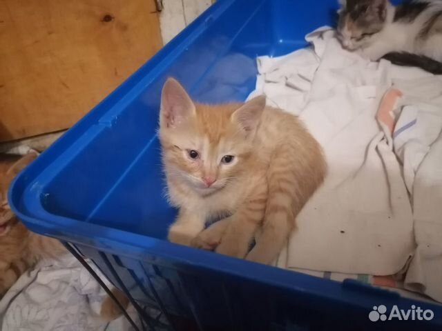 Ищут дом очаровательные малыши