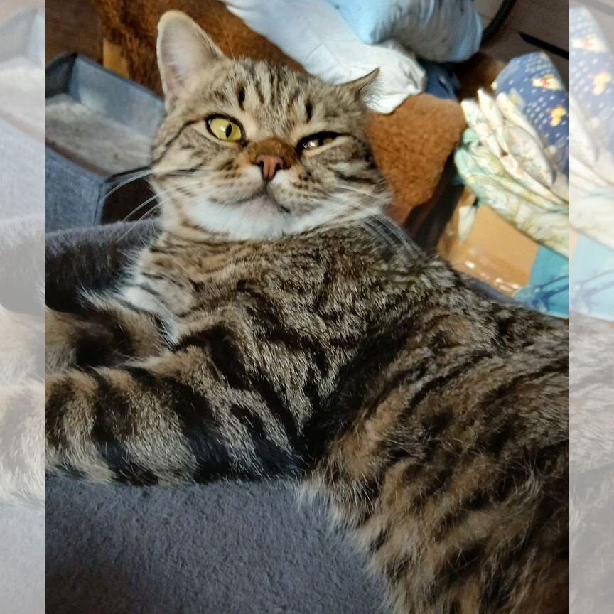 Взрослый кот в добрые руки