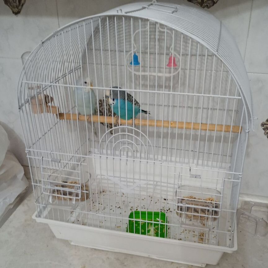 Волнистый попугай с клеткой