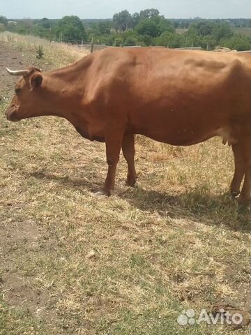 Корова стельная, после 4-го отёла