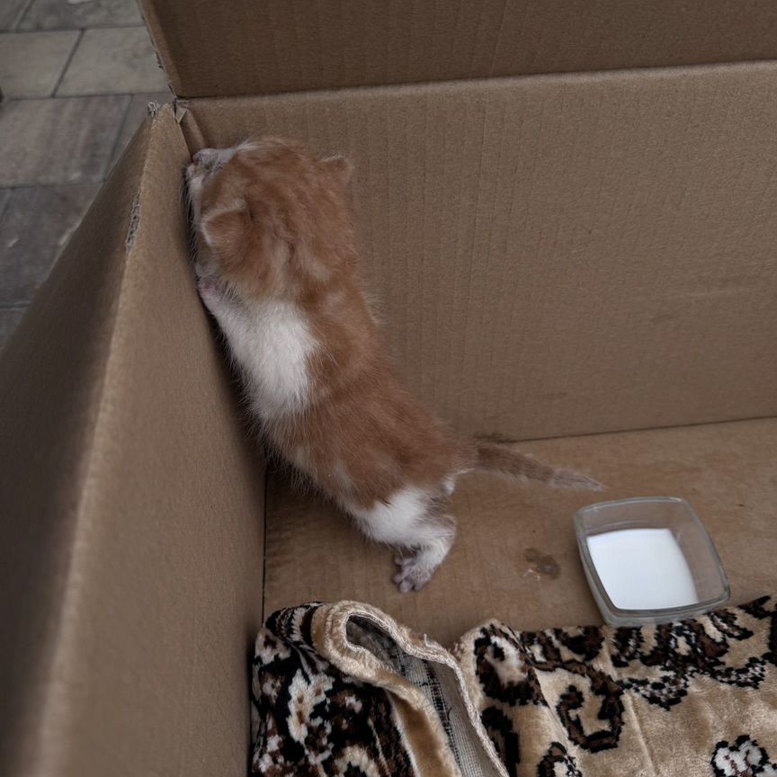 Рыжик котята