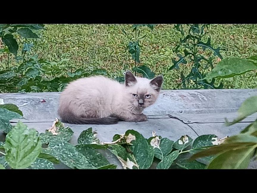 Сиамские котята