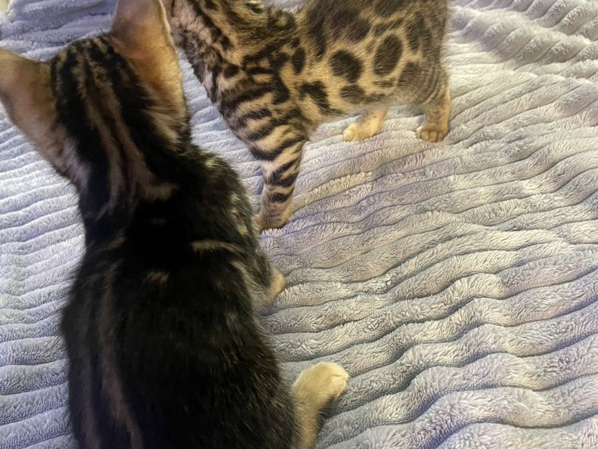 Бенгальские котята