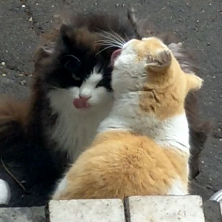 Отдам кошек