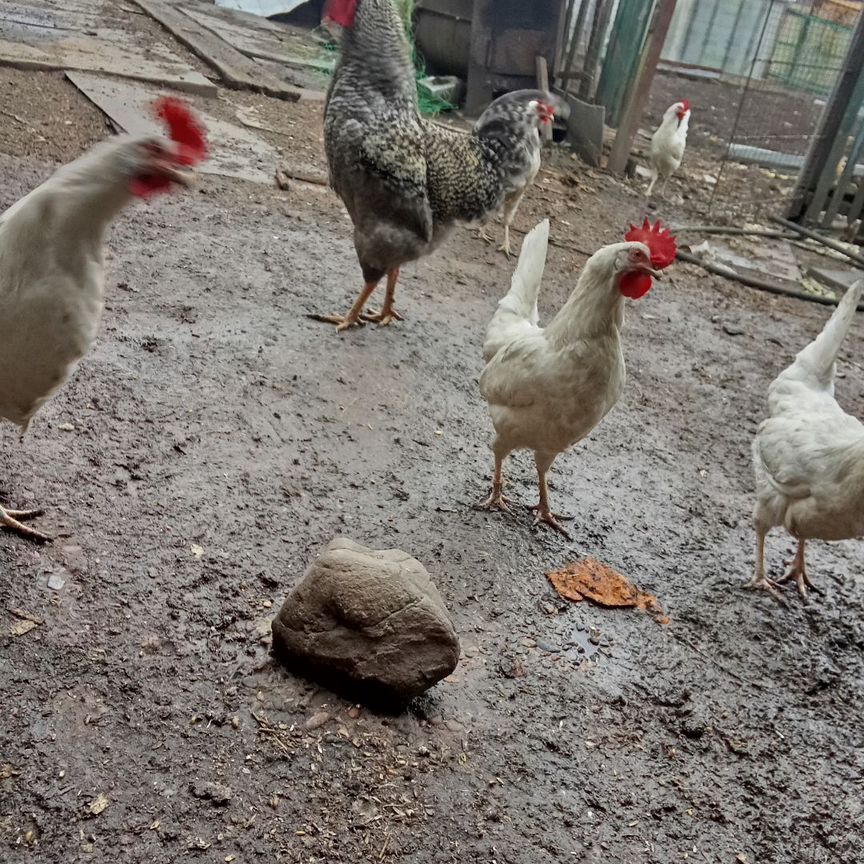 Куры молодки несушки