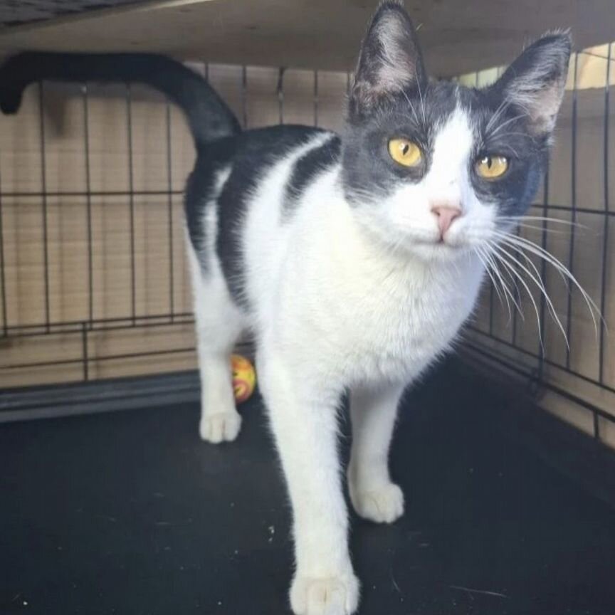 Взрослая, кошка в добрые руки