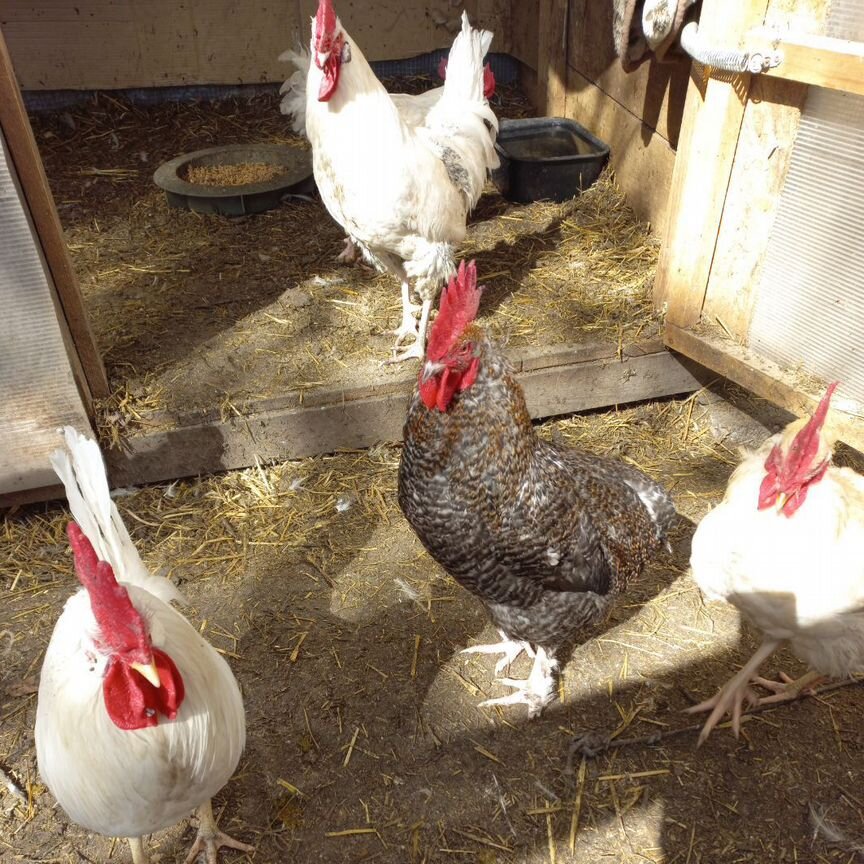 Куры петухи