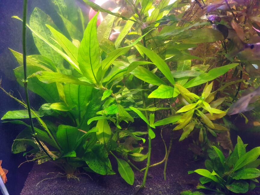 Аквариумные растения