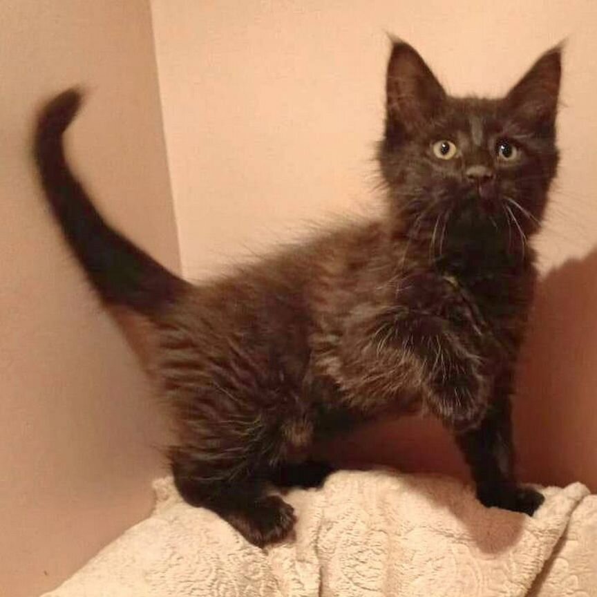 Котёнок Рики ищет дом