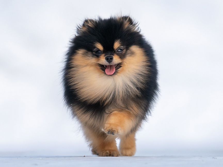 Померанский шпиц микро мальчик