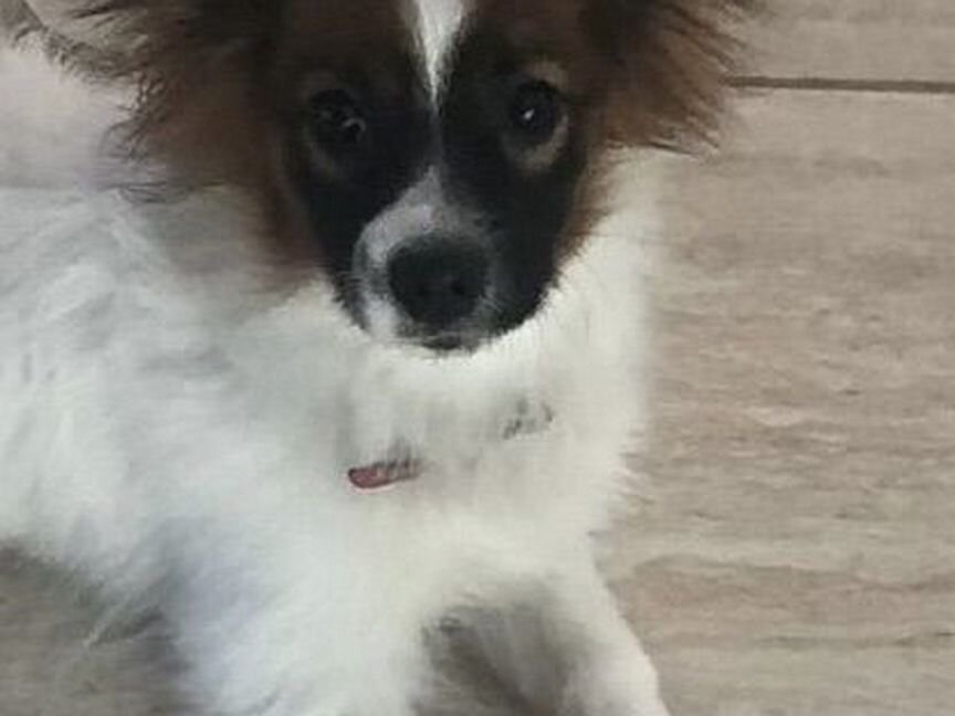 Щенки папийона