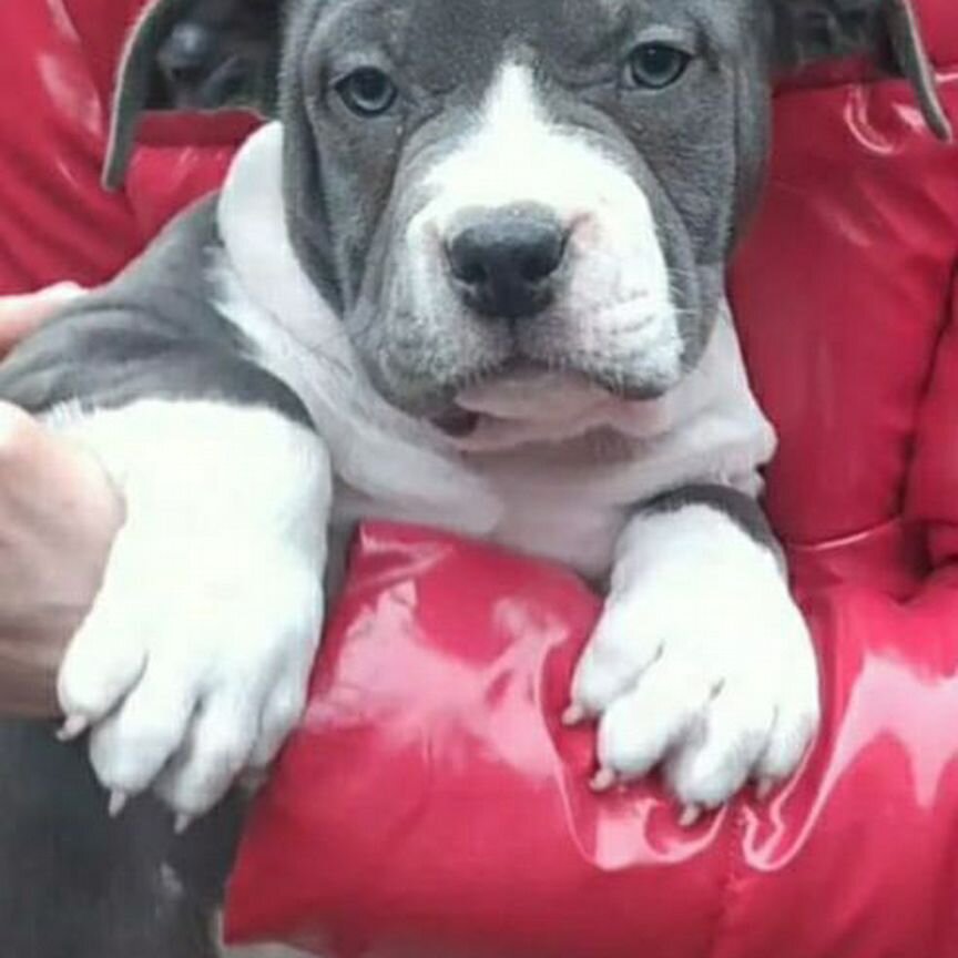 Стаффорды РКФ