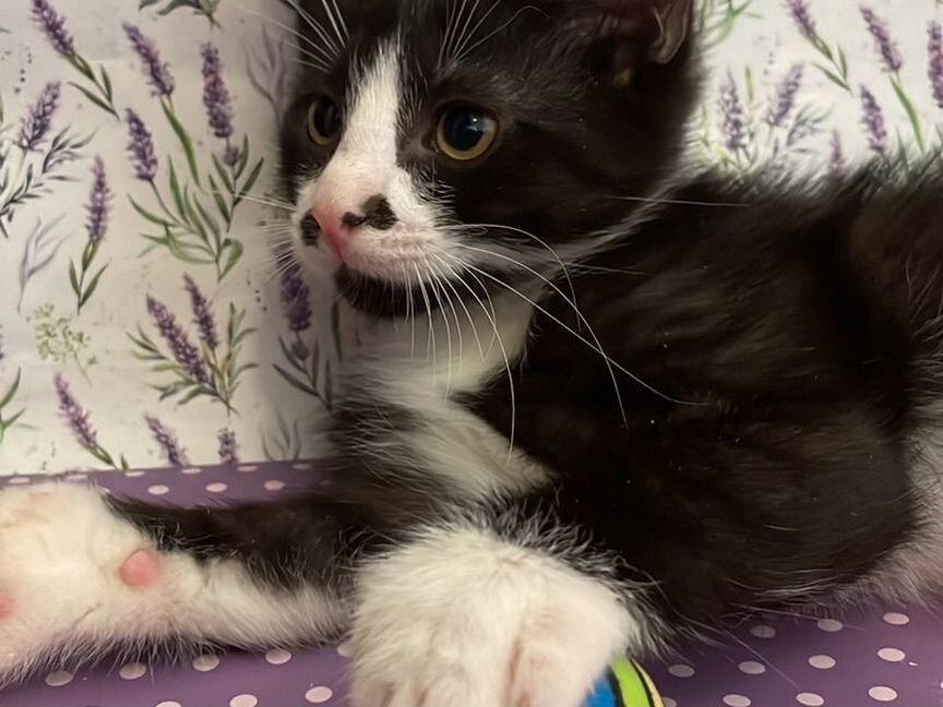 Котята в добрые руки мальчики