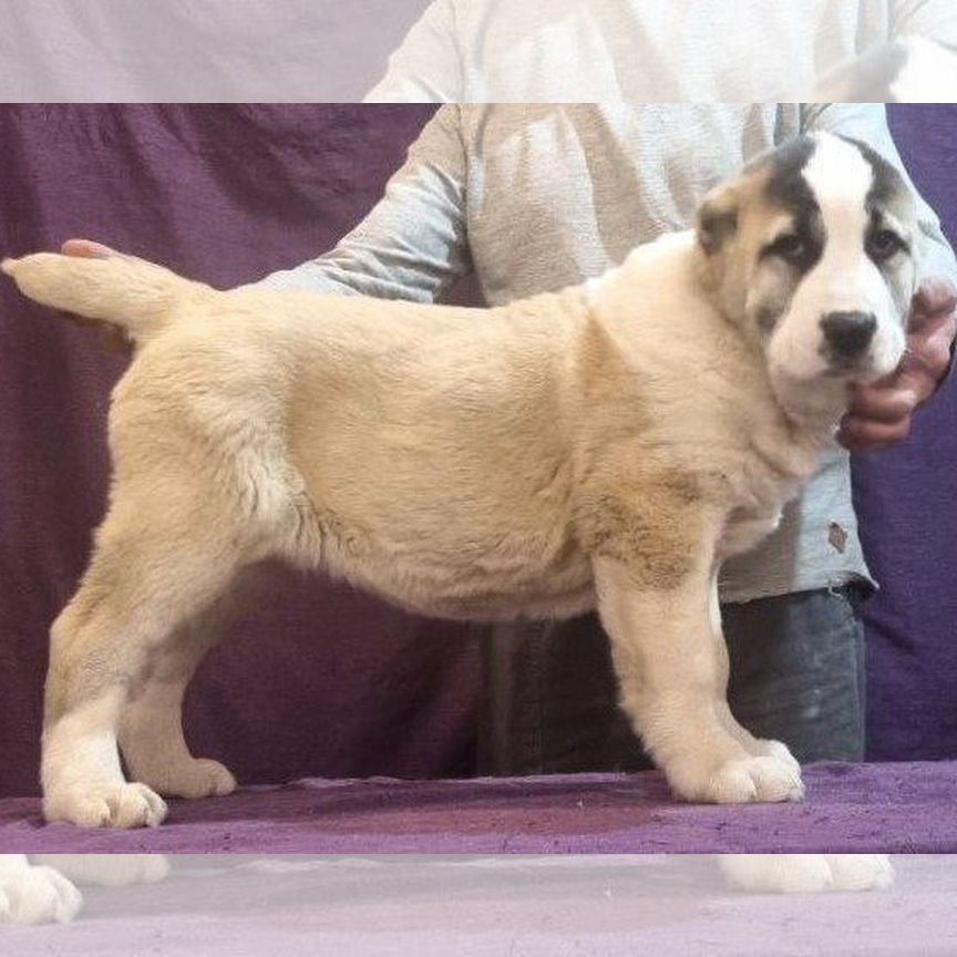 Щенки Алабая