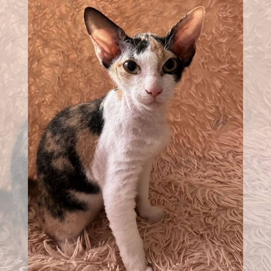 Котенок