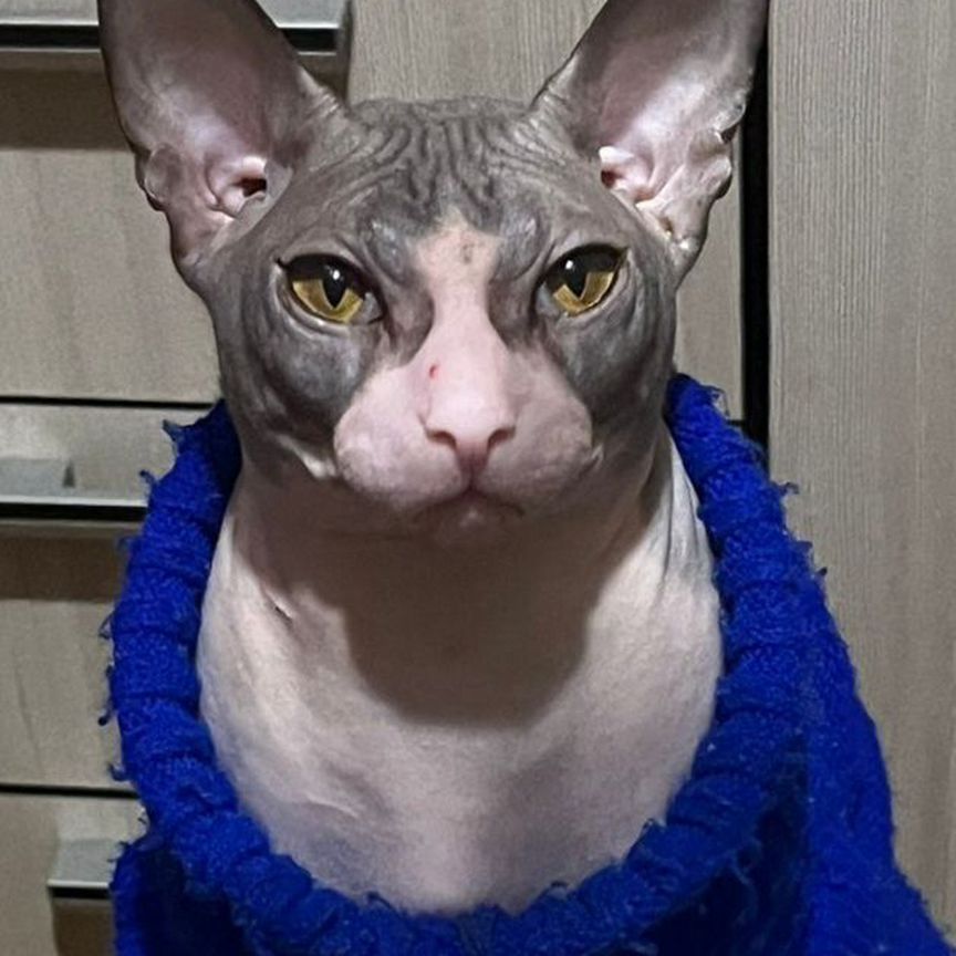 Кот вязка