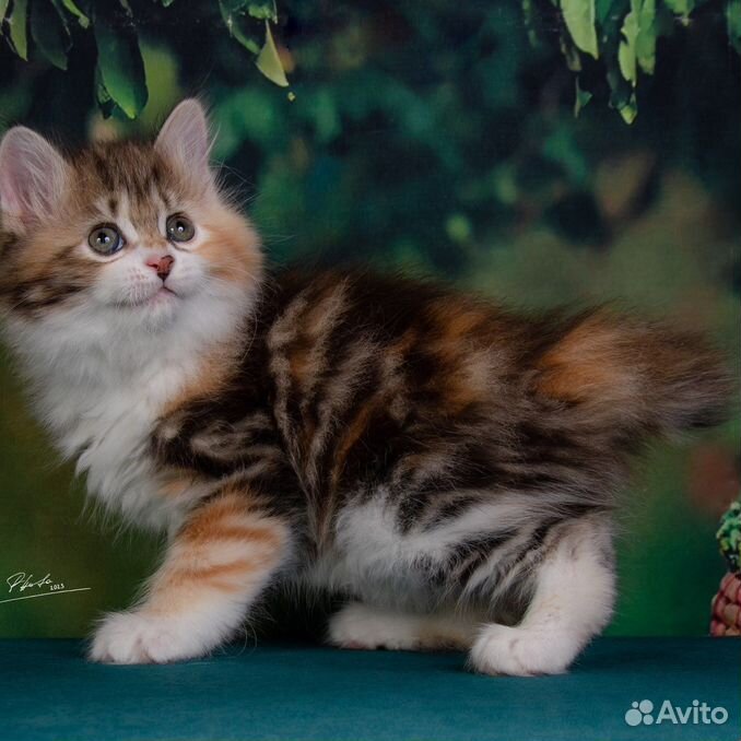 Курильский бобтейл трехцветная кошка