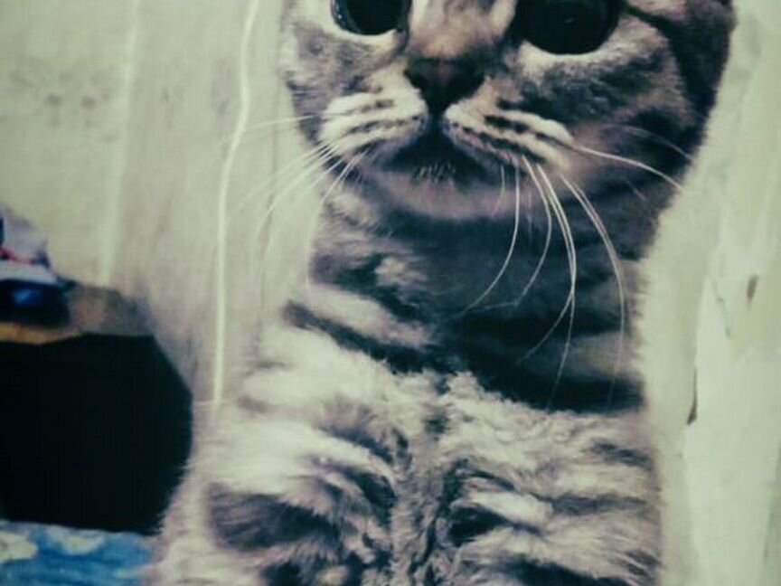 Кошка в дар бесплатно