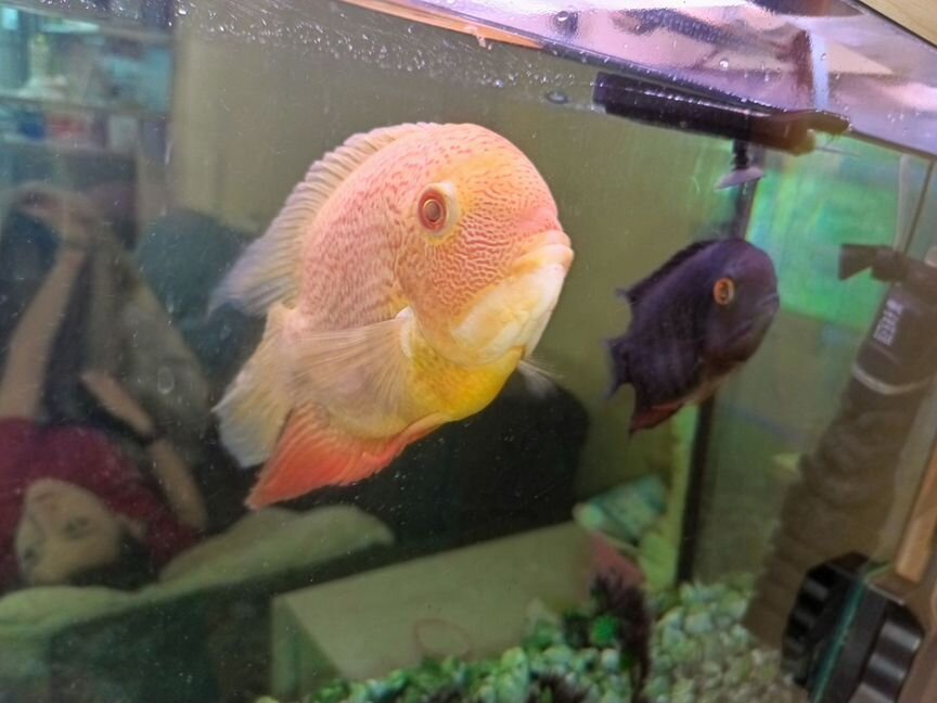 Аквариумные рыбки цихлиды