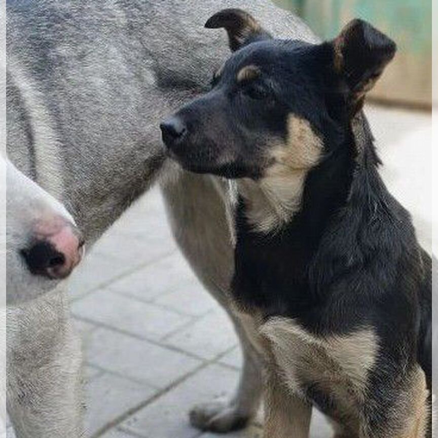 Щенок в добрые руки