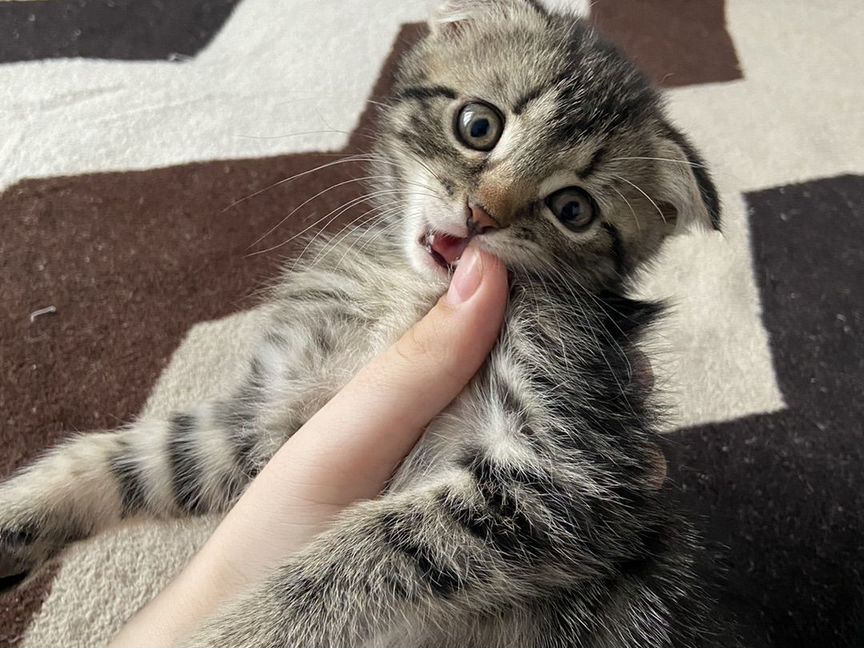 Вислоухие котята в добрые руки