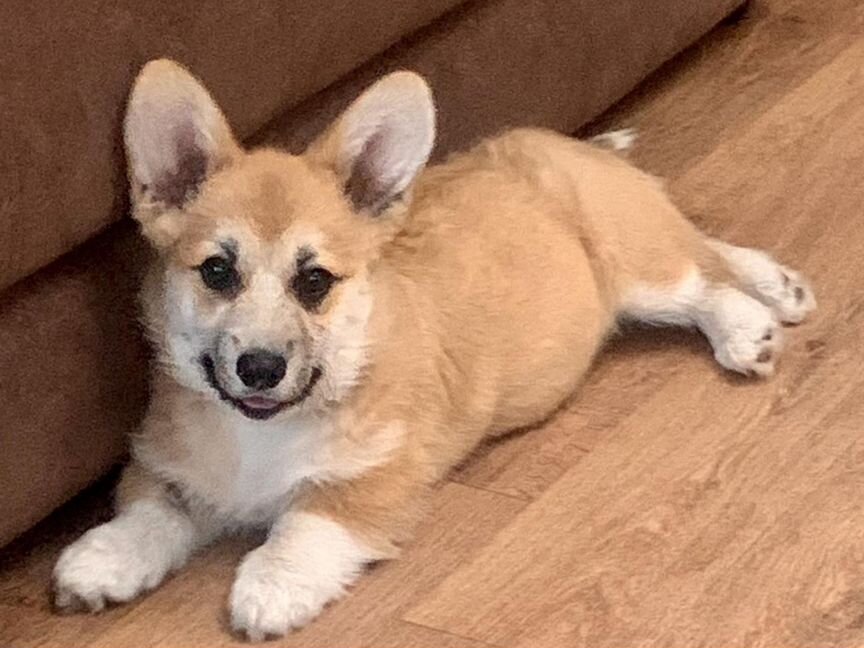 Вельш-корги щенки