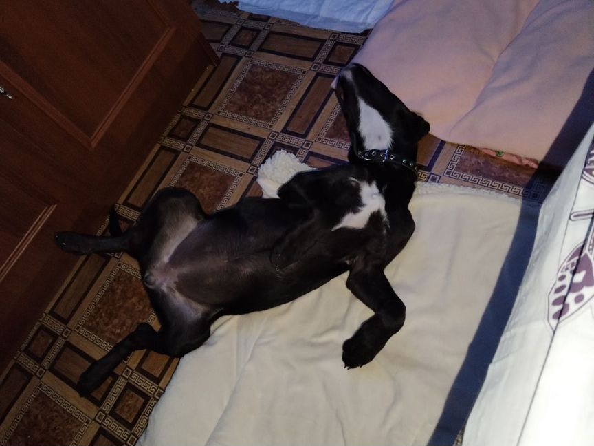 Маленькая собачка в дар