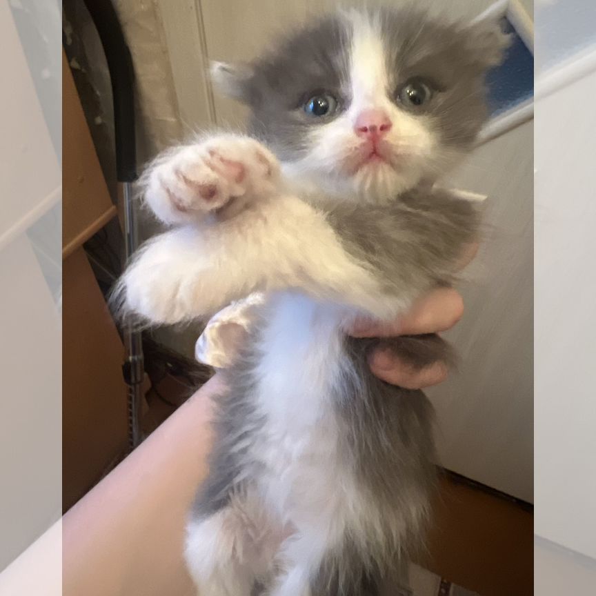 Котёнок в добрые руки
