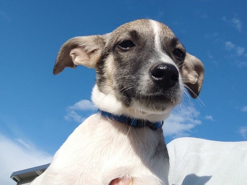 Щенки девчонки от небольшой собаки ищут дом