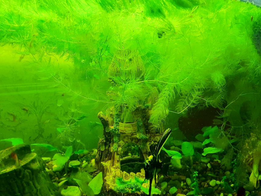 Роголистник,ряска