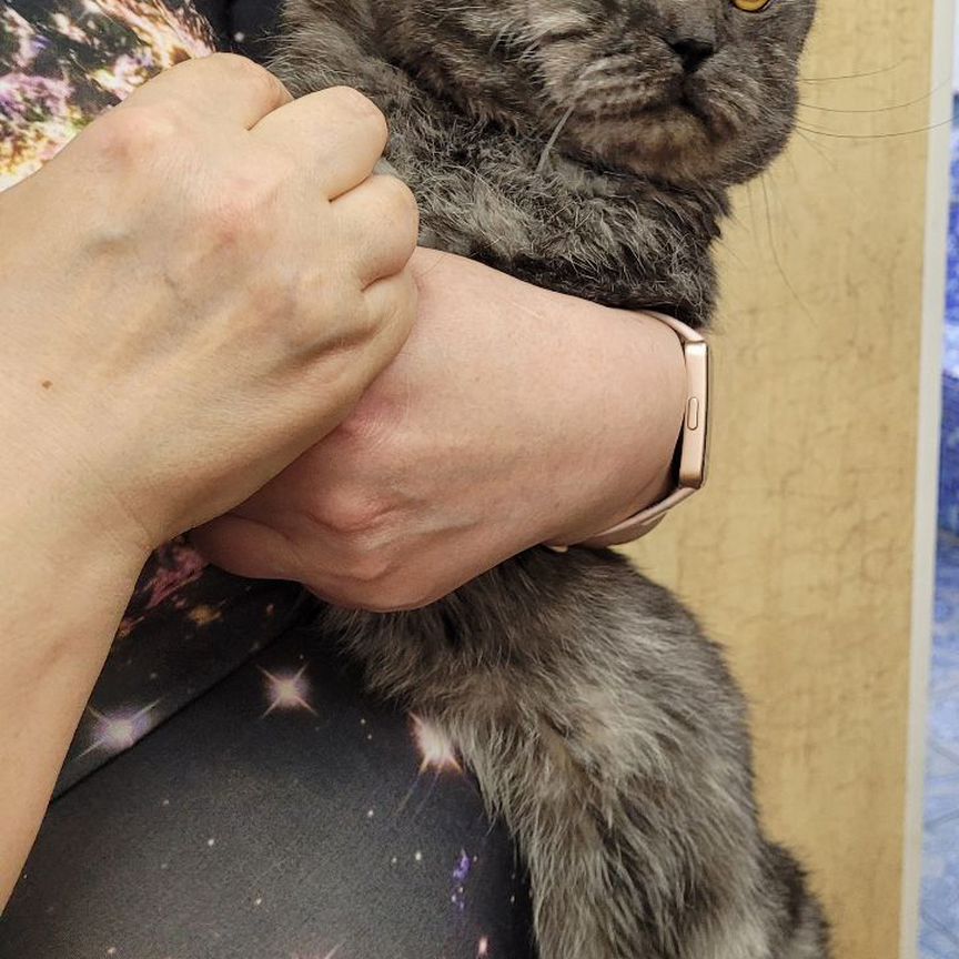Британский кот