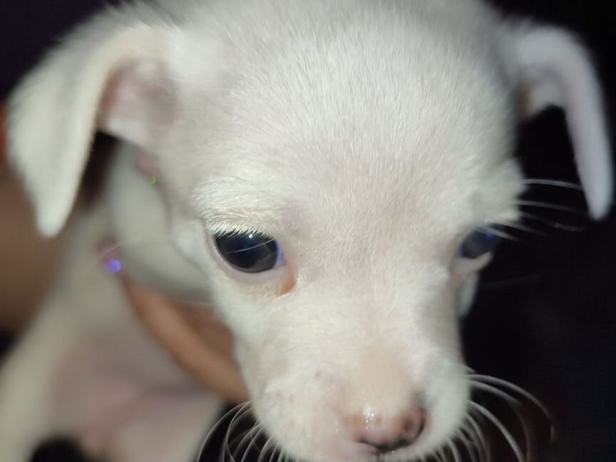 Щенки тойтерьера