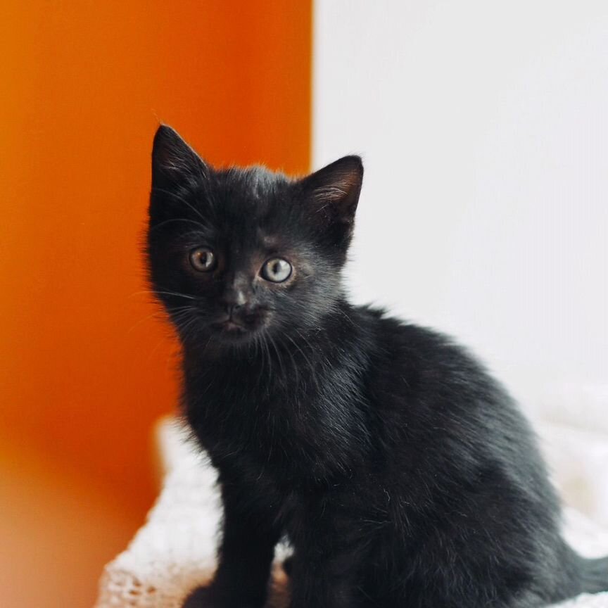 Чудесный чёрный котенок