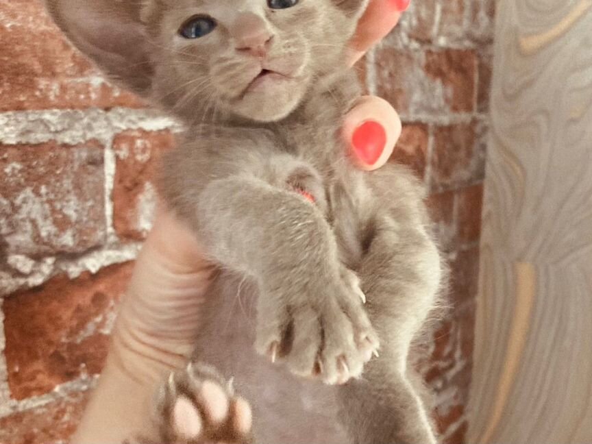 Ориентальные котята
