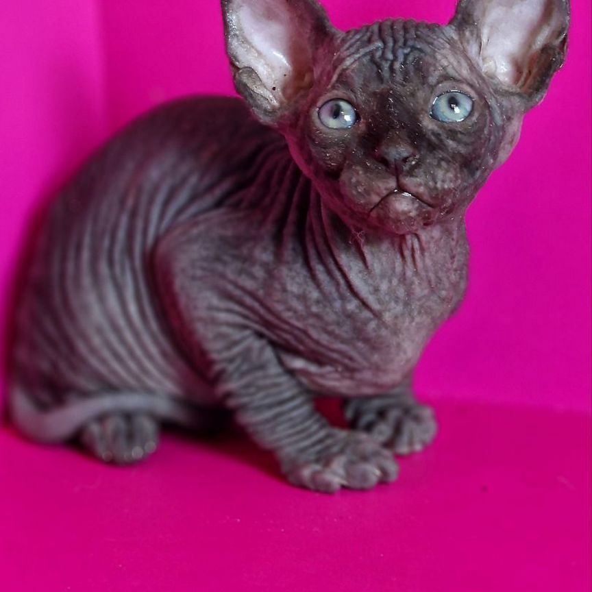 Канадский сфинкс черный мальчик