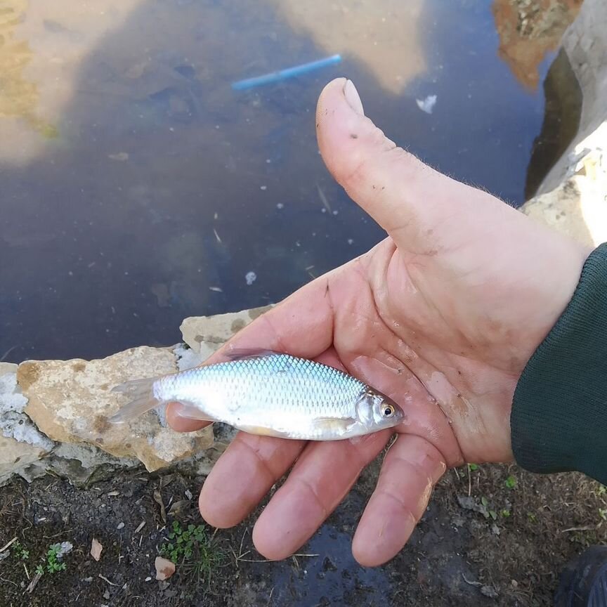 Рыба для рыбалки