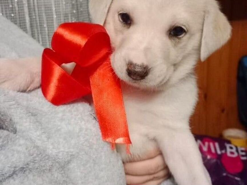 Щеночки, 1,5 мес в добрые руки