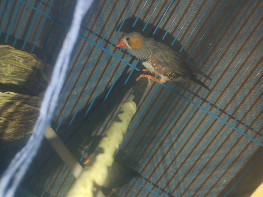 Зебровые амадины