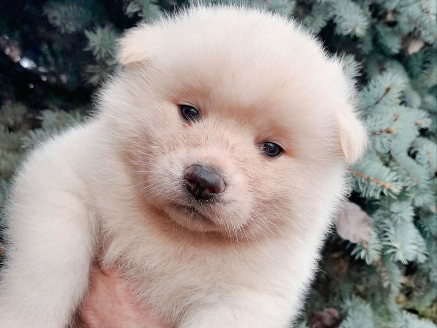 Щенки акита ину