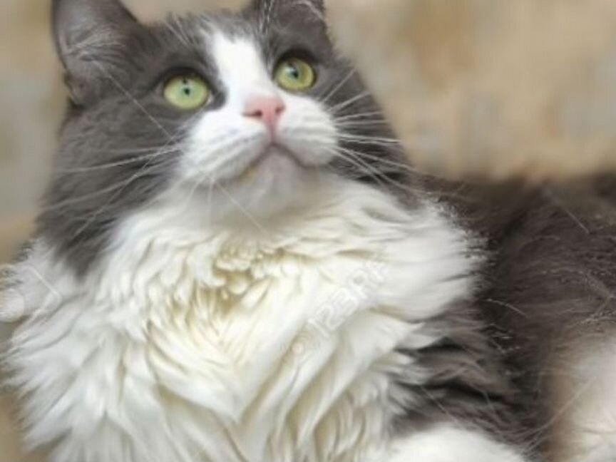 Шотландский котёнок