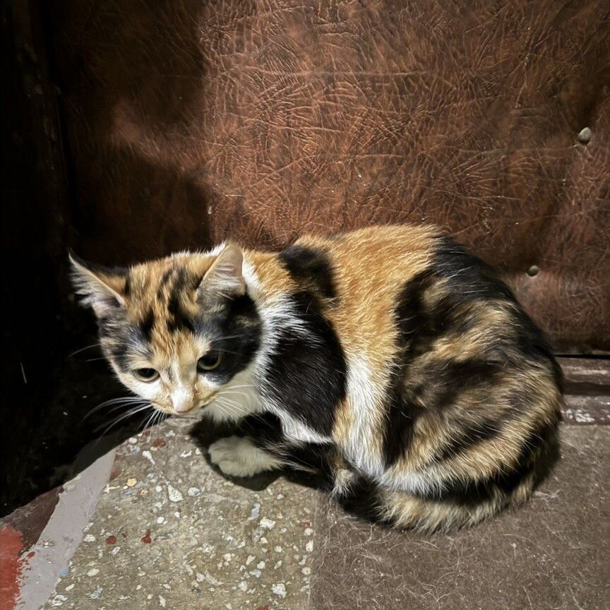Кошка в добрые руки