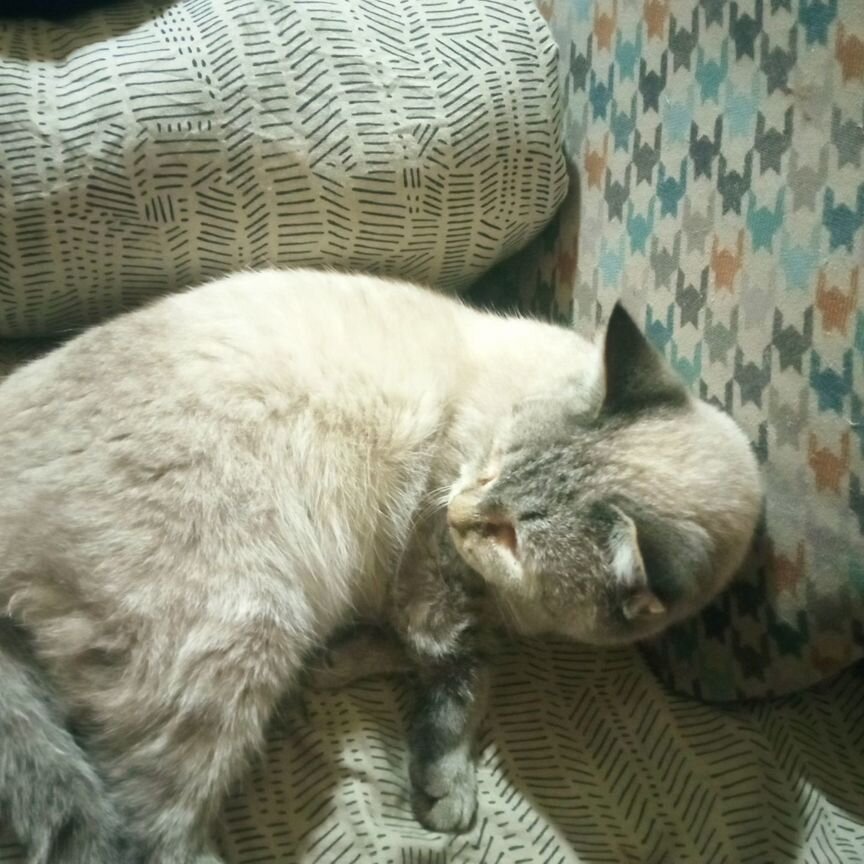 Котик ищет дом