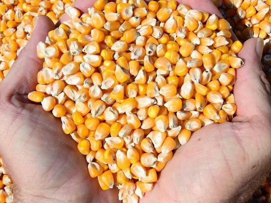 Кукуруза зерно