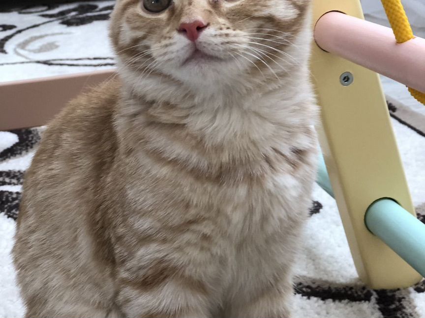 Кошка скотиш страйт 4,5 месяца