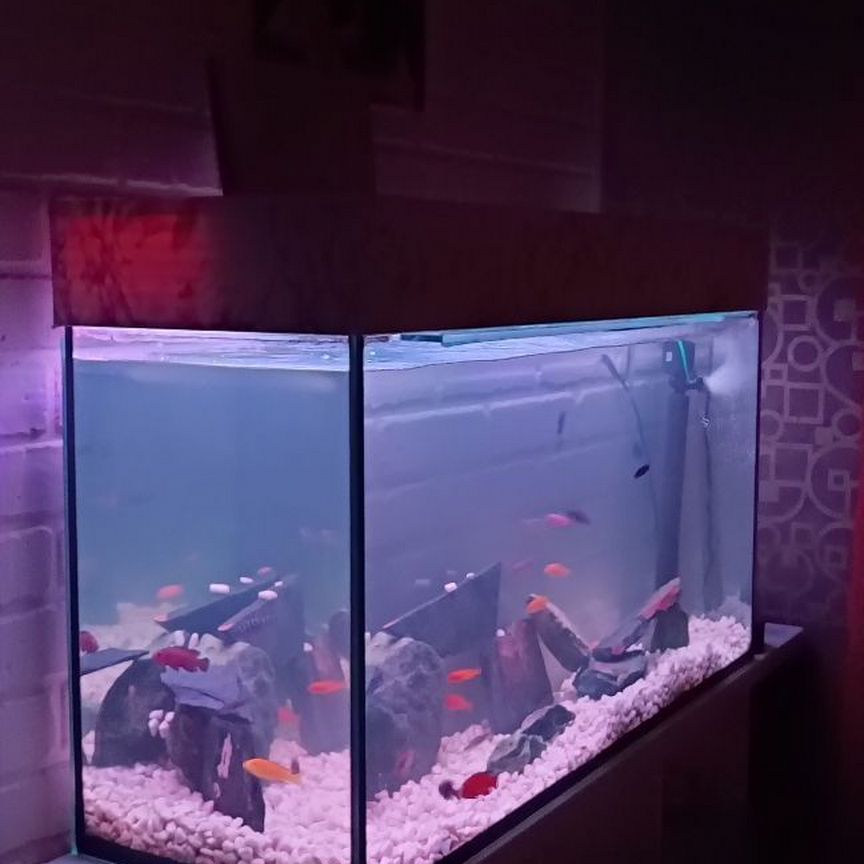 Готовый аквариум